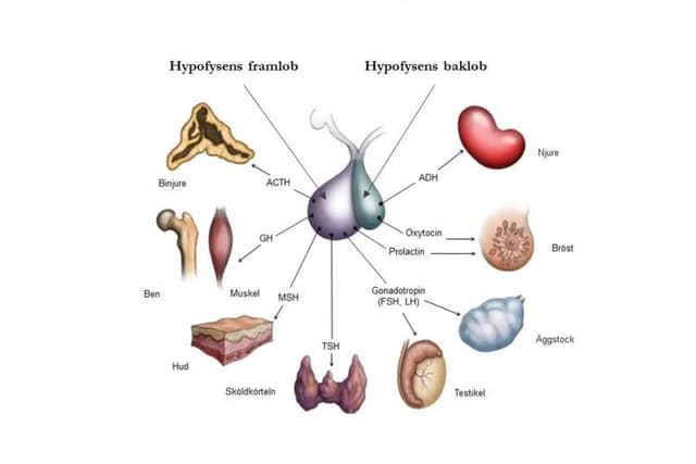 Hypofysen - kroppens viktigaste hormonbildande körtel | Werlabs