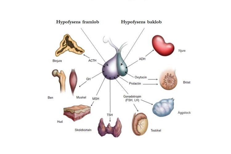 Hypofysen – kroppens viktigaste hormoncentrum | Werlabs